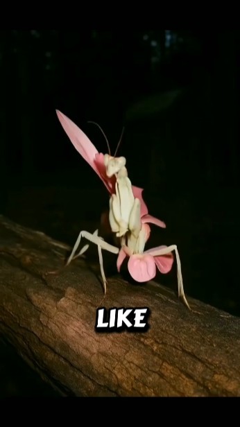 Orchid Mantis Transformation | Nature’s Master of Disguise 🌸🦗🐱#shorts# ...