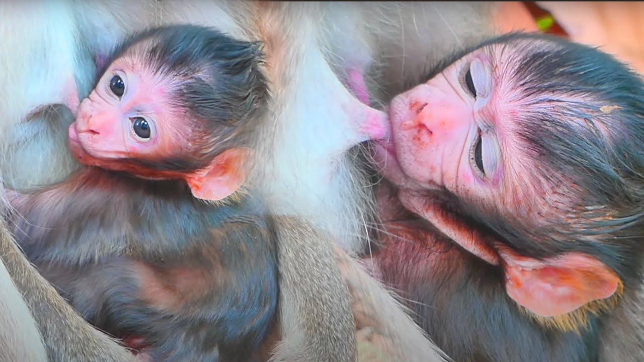 cute baby monkey - YouTube