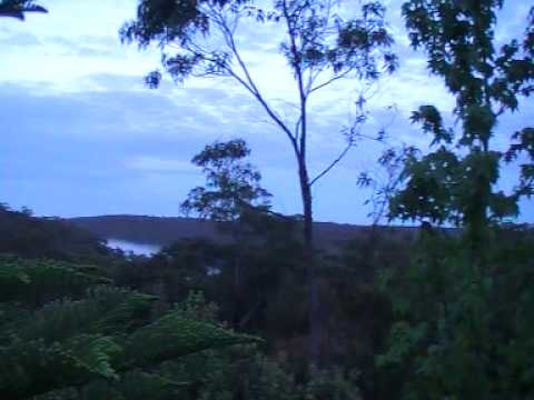 australian bush sounds - YouTube
