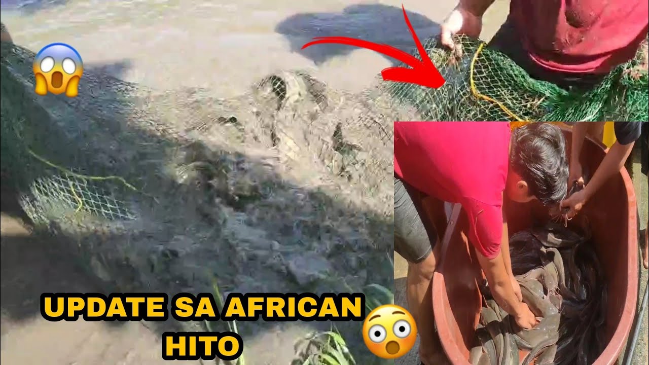 UPDATE SA AFRICAN HITO - YouTube