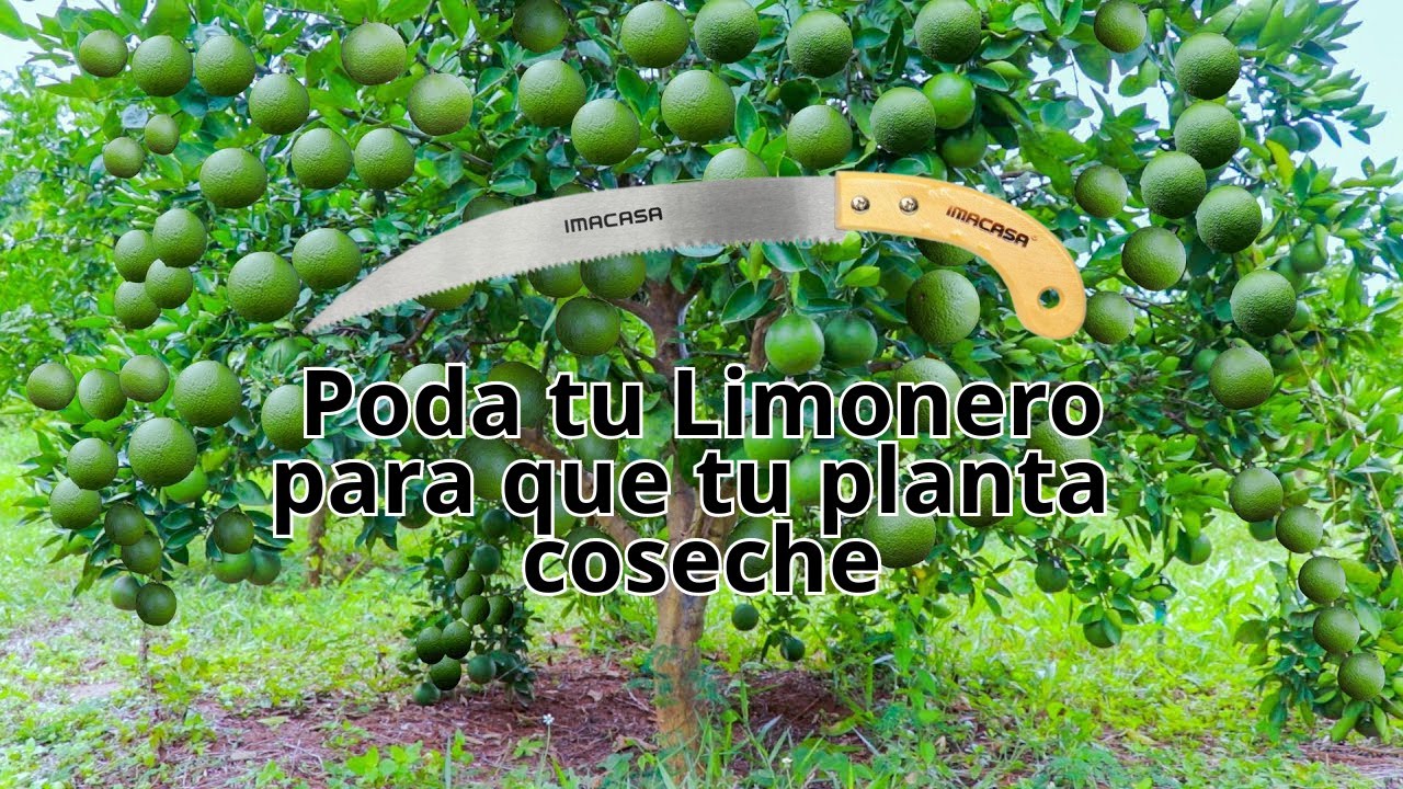 Secretos revelados para una poda perfecta de tu planta de limón ...