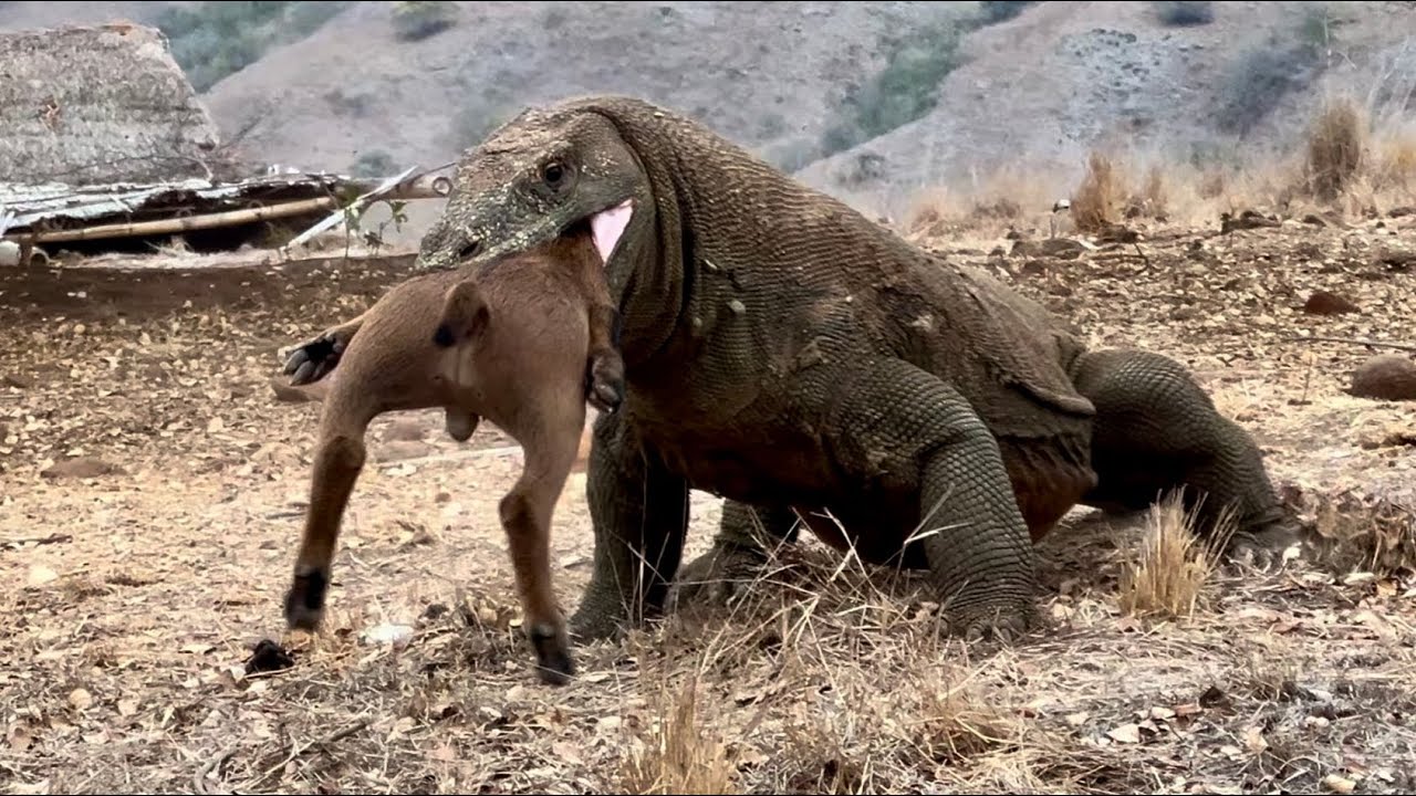 List 3 Newest Komodo Dragons Prey On Their Sad Prey - YouTube