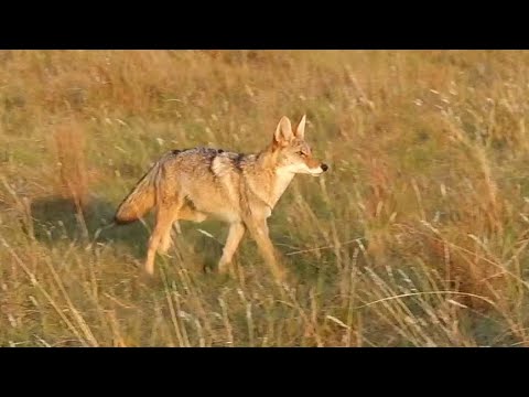 Coyote Hunting in Kansas: Kansas Quad! - YouTube
