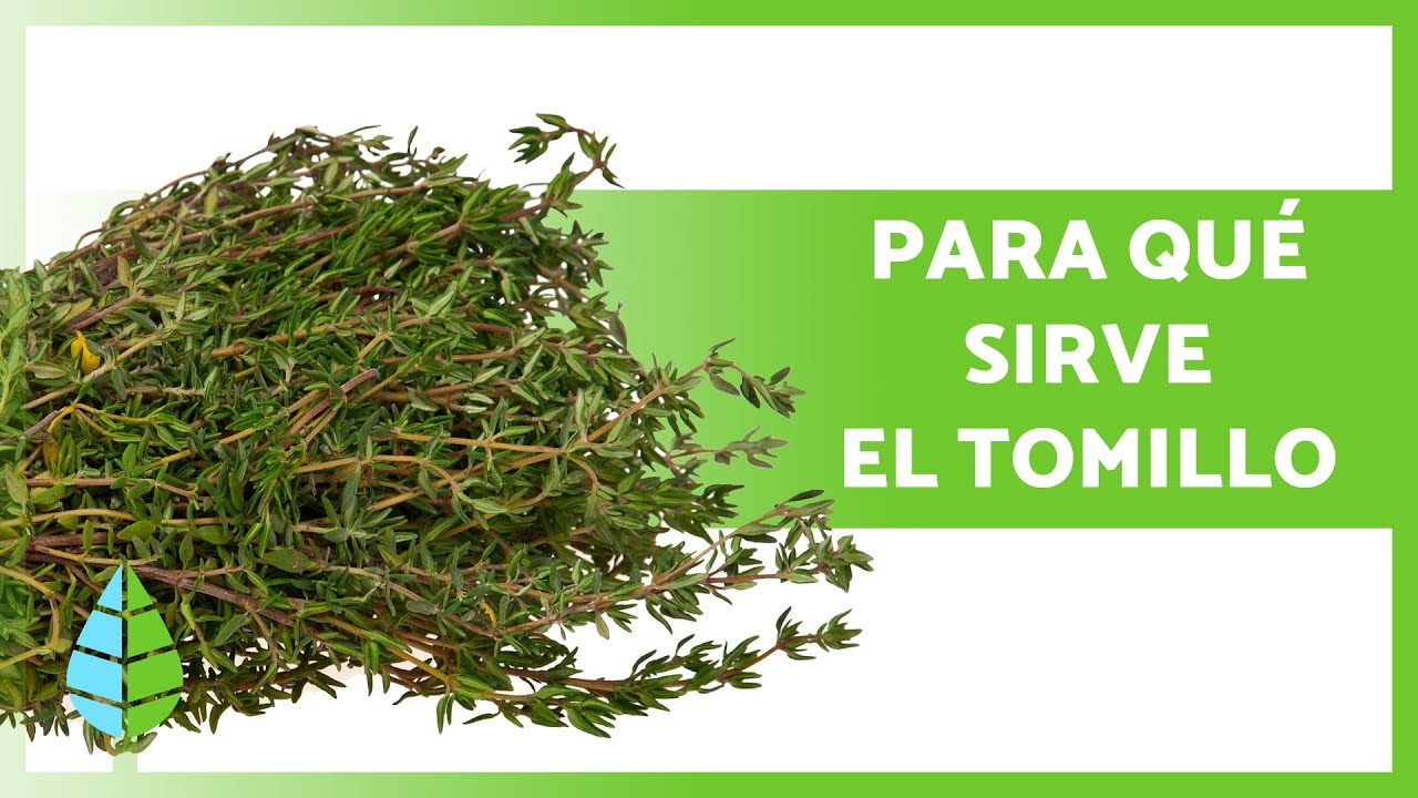 BENEFICIOS del TOMILLO 🌿 | Propiedades, para qué SIRVE y ...
