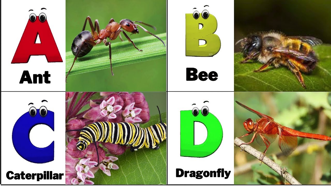 ABC - Alphabet Song - ABC Song - Collection - 2023 #469 - YouTube