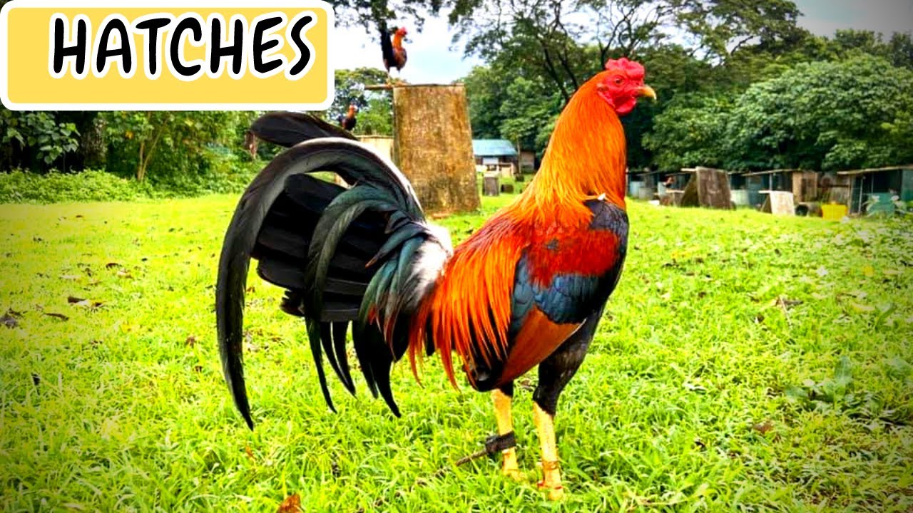 Hatch Fowl | Hatch Bloodline - YouTube