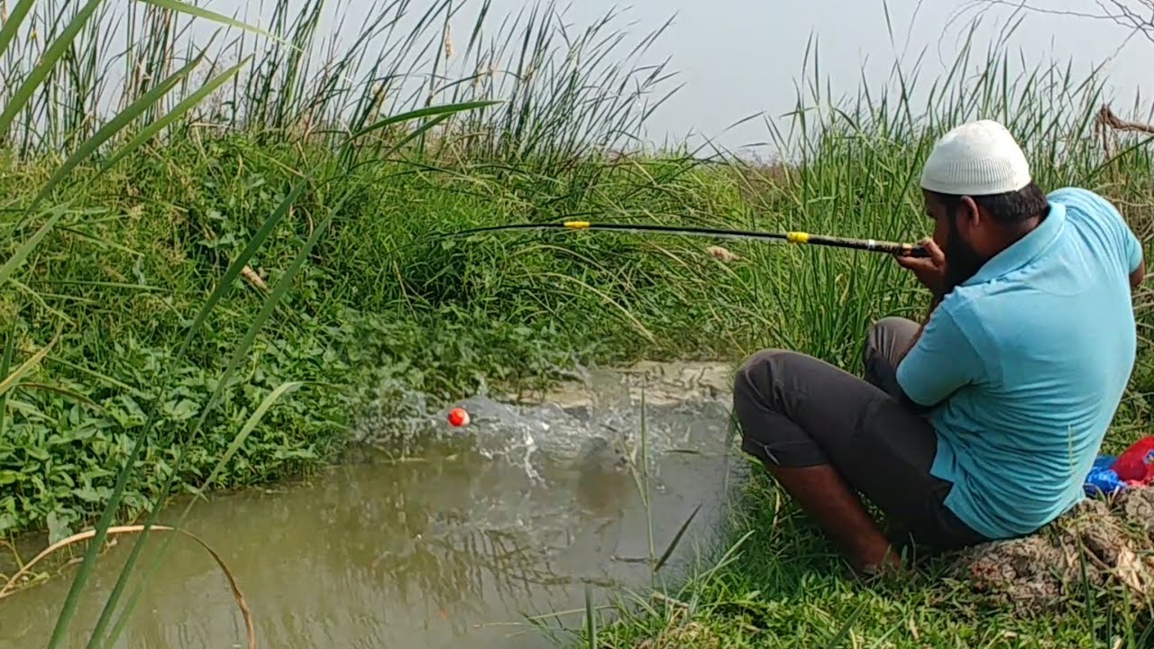 Some Type of Fishes|Cat Fish|Baam Fish|Chitala Fish|Tilapia Fish|Indian ...