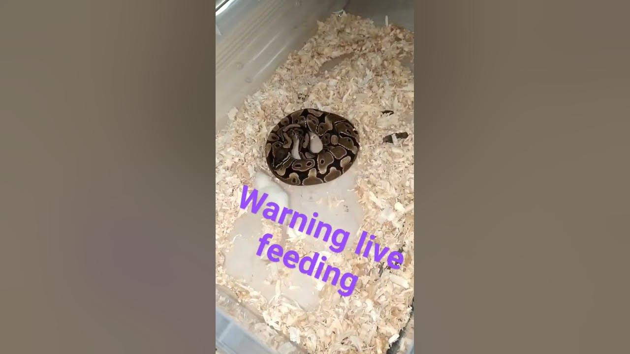 ball python eating live rat - YouTube