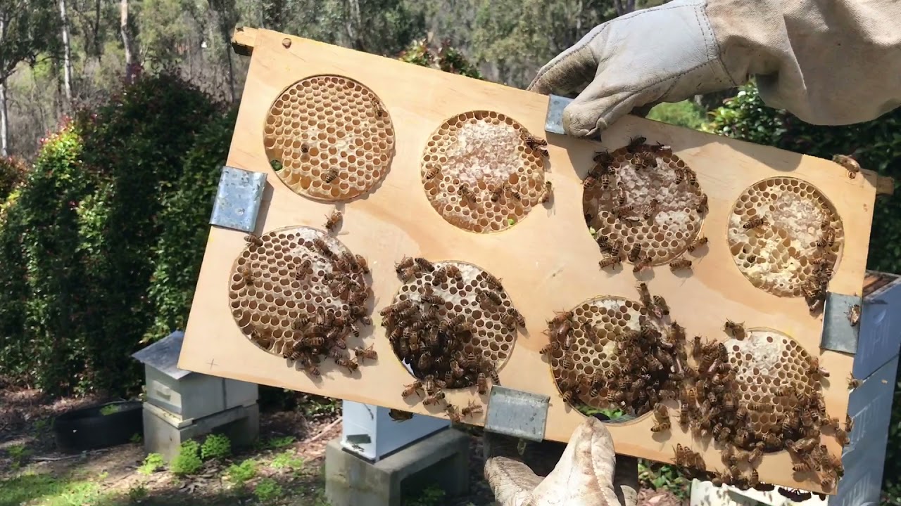 Beekeeping - Making comb honey at home using recycled materials - Part ...