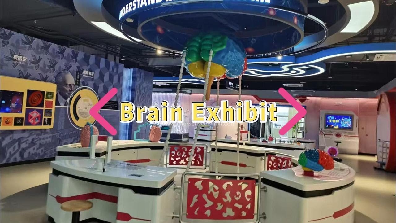 Interactive Brain Model with LED Lighting | Explore Cerebral Cortex ...