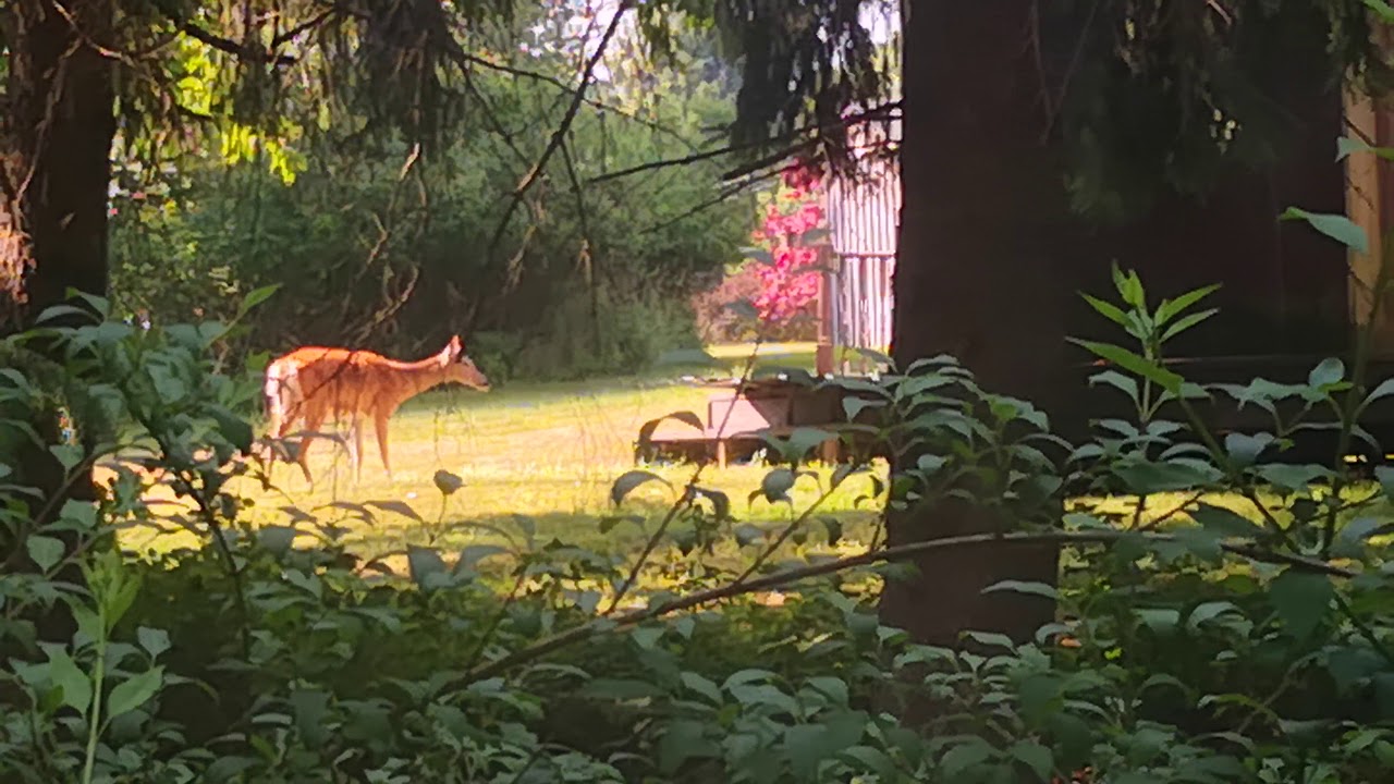 Baby deer chasing or playing with a fox - YouTube