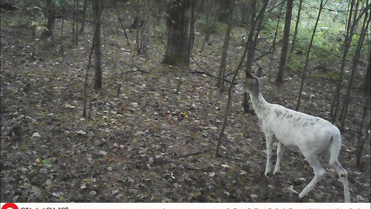 Checking Trail Cams With A Nice Surprise!!! - YouTube