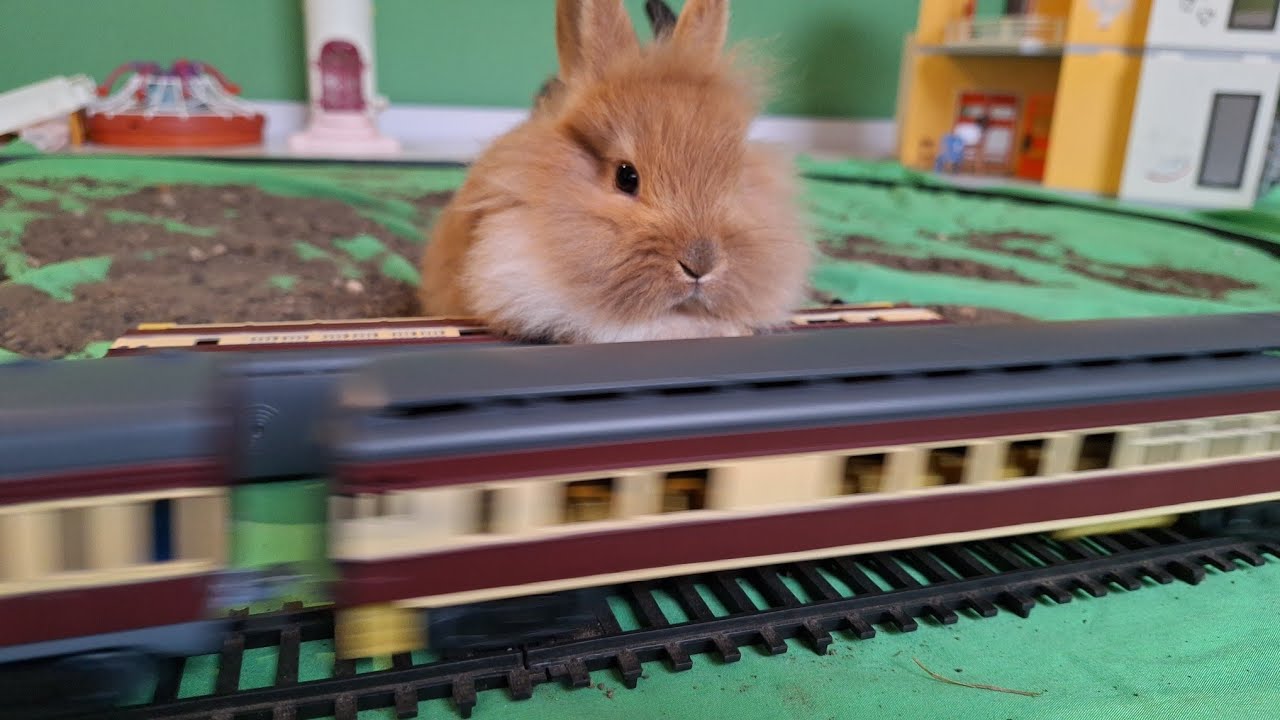 Cute Rabbit Accident in the train || Funniest Animals Video Rabbit 🐇 ...