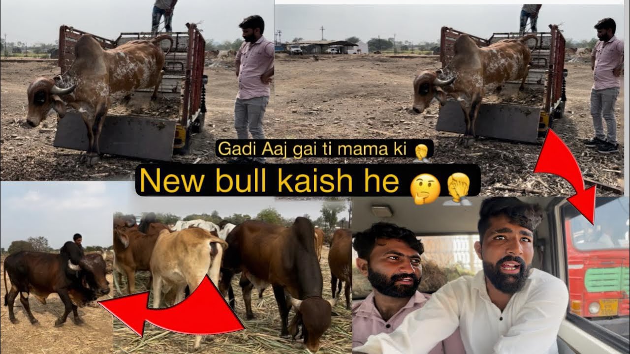 Mathur Gaya new bull kaisha he batana 🤦🤔 - YouTube