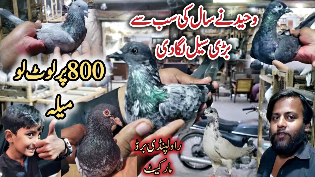 Wahed Bhai Ney Kamal Sale Laga Di || Rawalpindi kabootar Market || 0370-936-7815 - YouTube