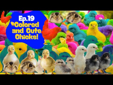 Colored and Cute Chicks Ep.19 - YouTube