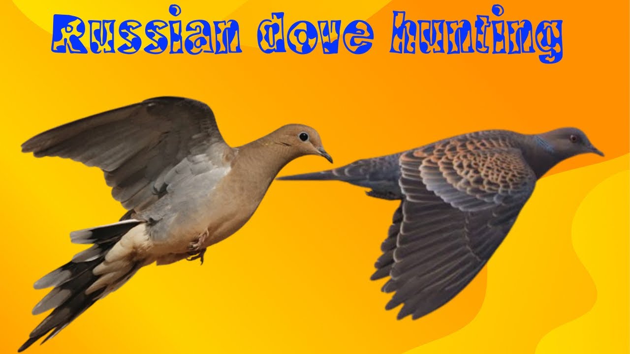 Russian dove hunting with friends we enjoy alot 🥰 - YouTube