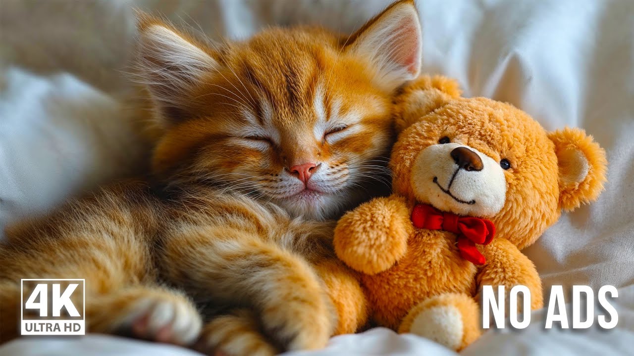 EXTREMELY Soothing Cat Therapy Music - Relax Your Cat! Cat Music ...