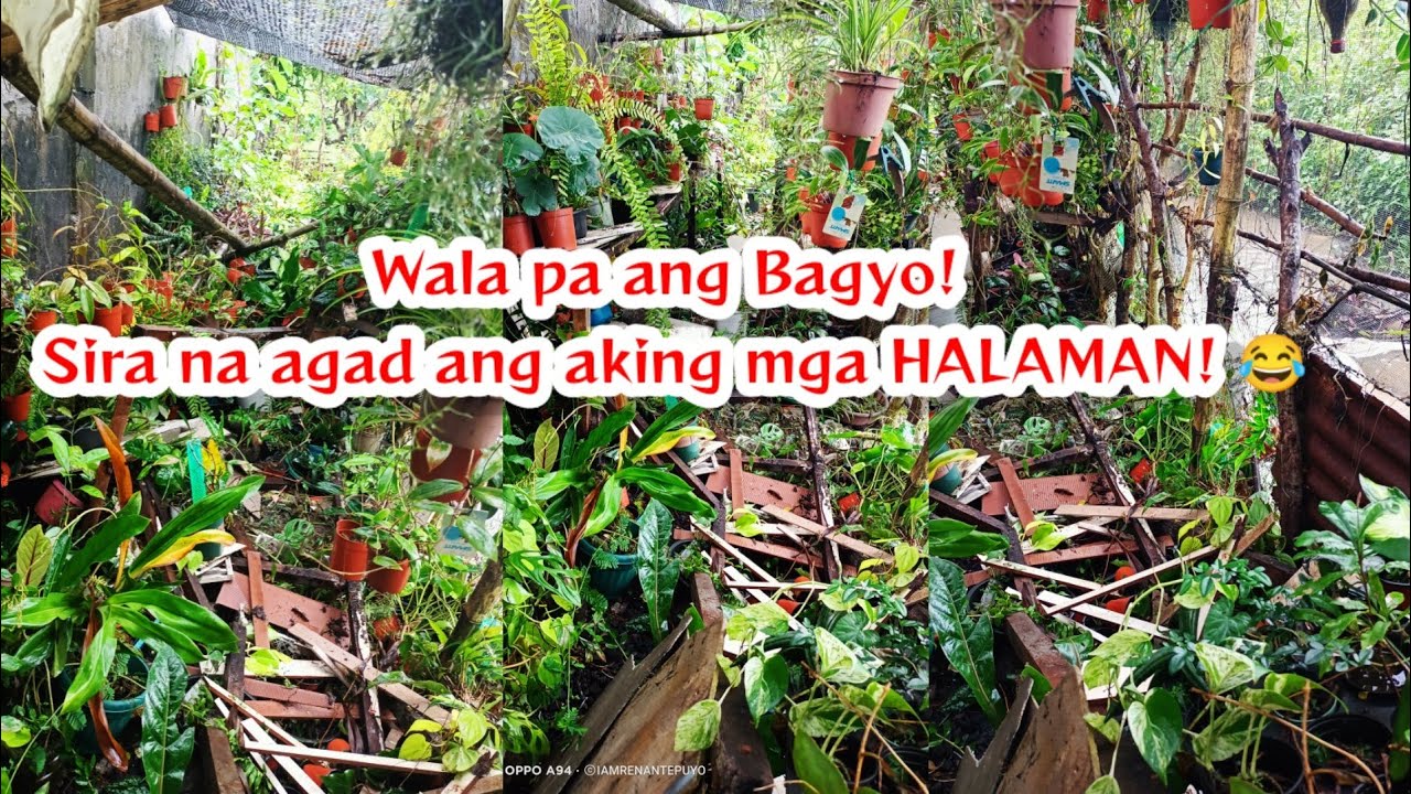 Wala pa Ang BAGYO! Sira na mga HALAMAN KO! 😭😂 - YouTube