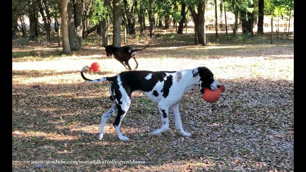 Joyful Great Danes Love To Run And Play With Jolly Balls - YouTube