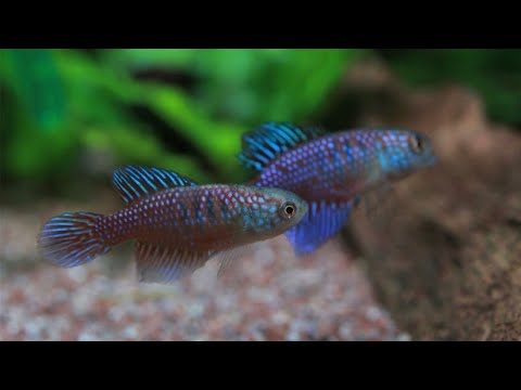 Simpsonichthys fulminantis - Fächerfisch - YouTube