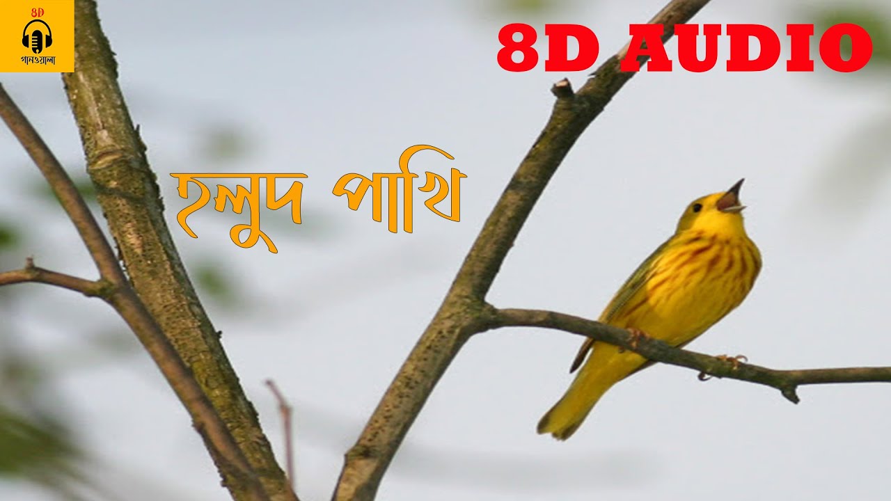 Holud Pakhi | Cactus | 8D AUDIO ( USE HEADPHONES ) - YouTube