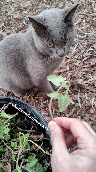 Cat Attacks Over Catnip - YouTube