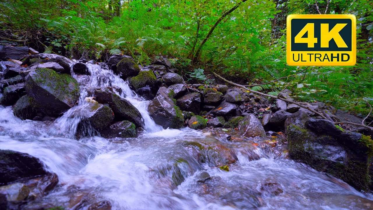 🌲 Forest Stream flowing in Early Morning (12 HOURS). Water Sounds ...