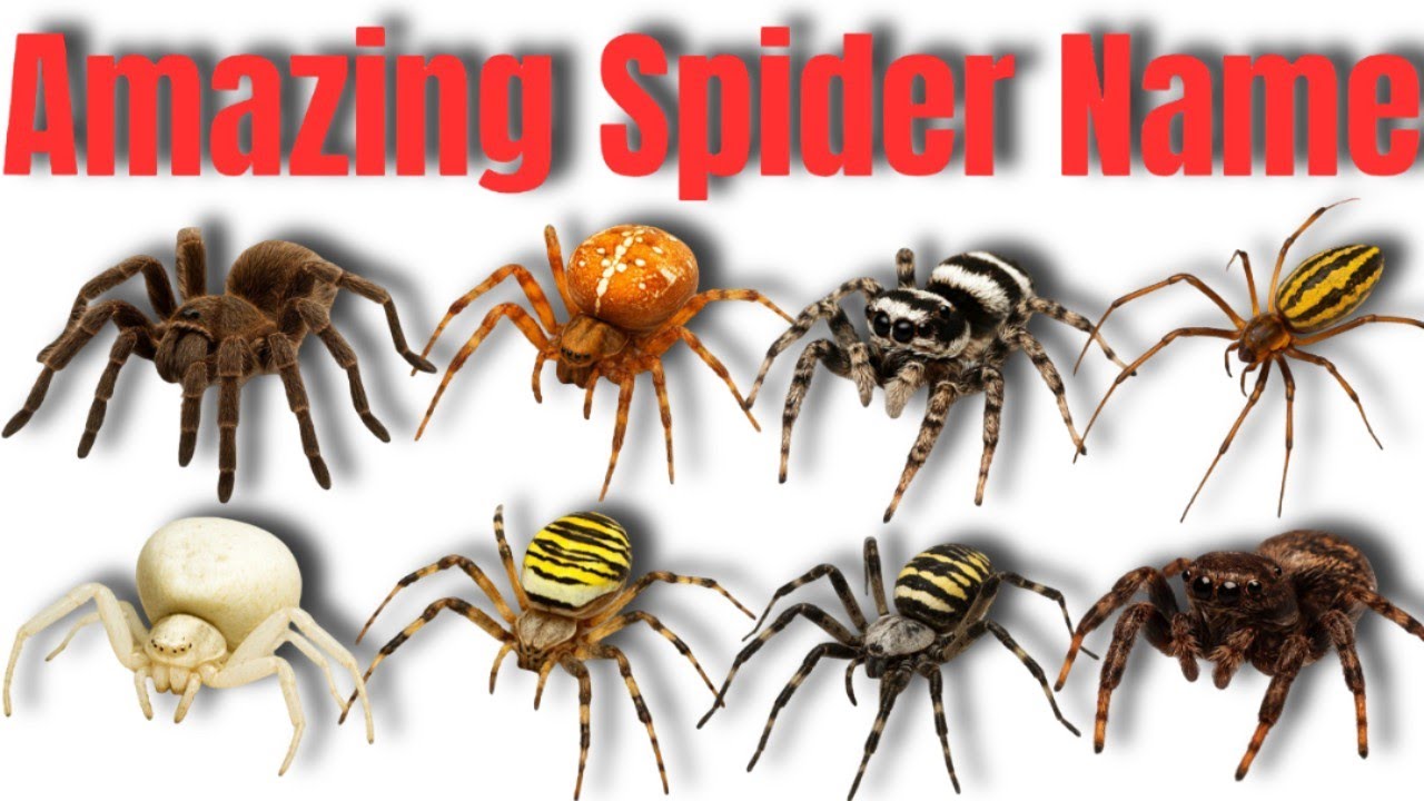 Top 10 Amazing Spiders for Kids | Spiders Name | Fun Spider Facts ...