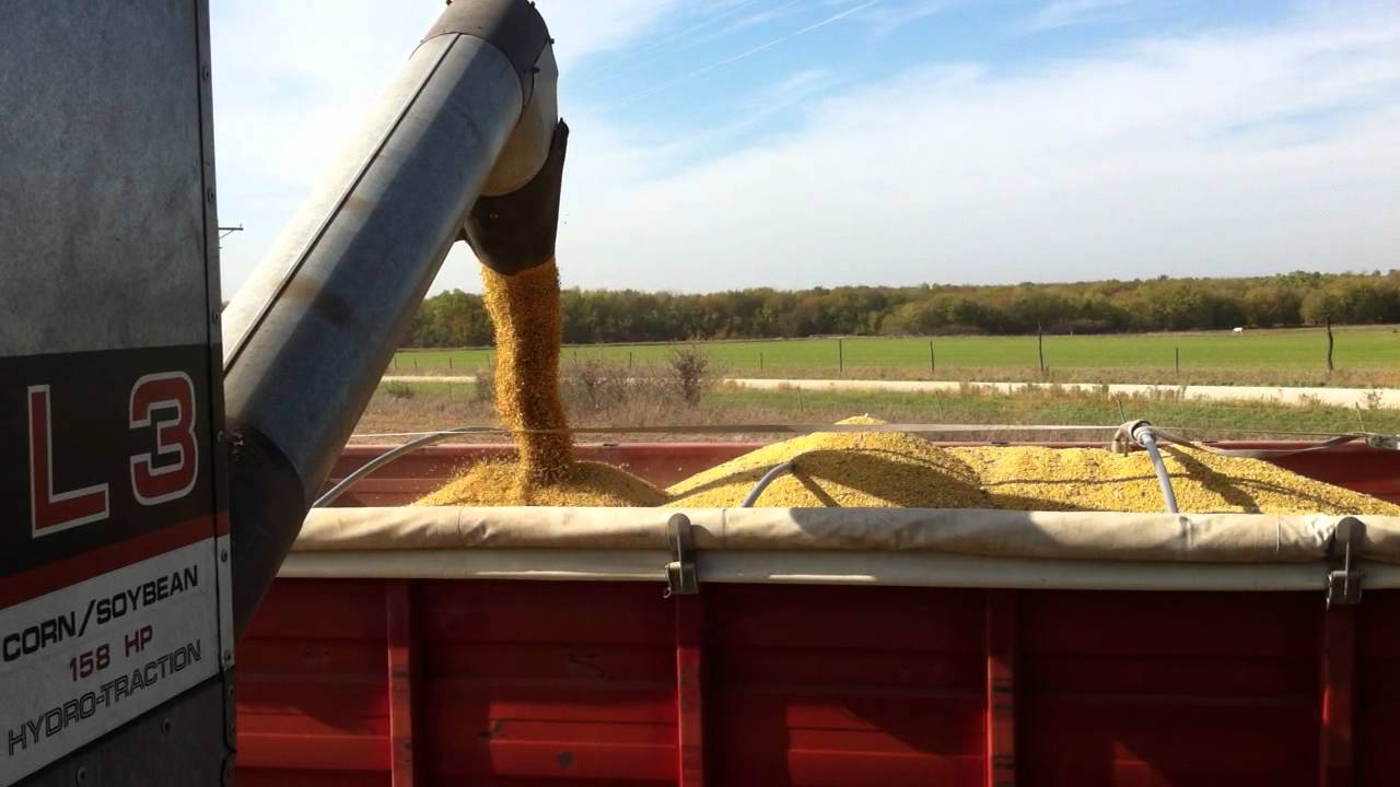 Loading a truck with soybeans - YouTube
