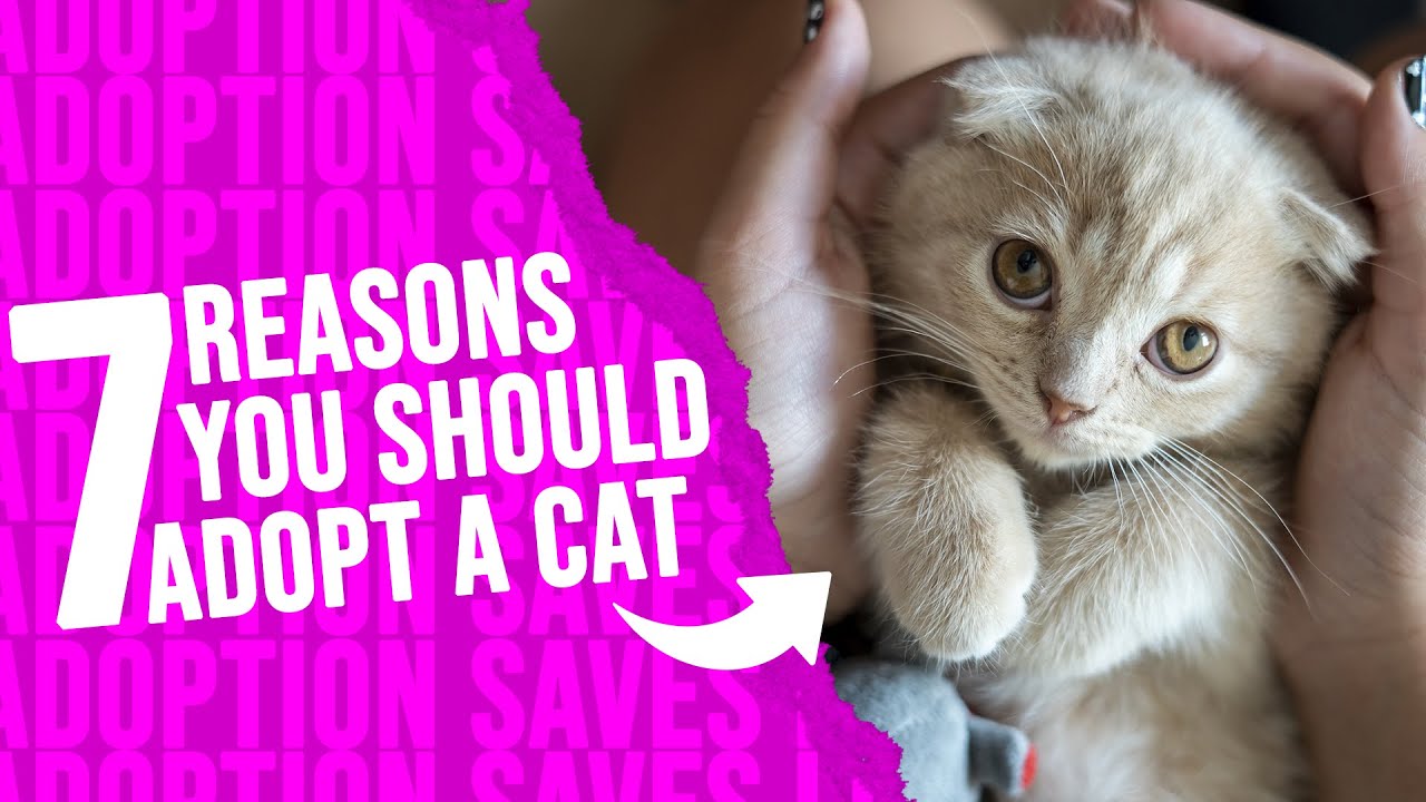 The Cat Effect: 7 Reasons to Adopt Your Next Best Friend - YouTube