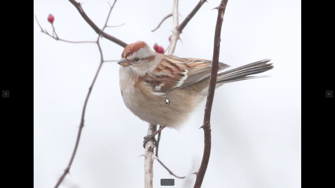 American Tree Sparrow Identification Example - YouTube