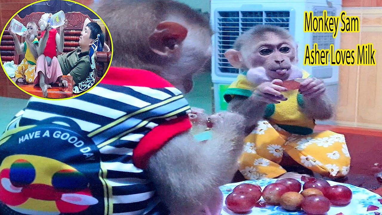 Monkey Baby Sam Chooses To Buy Grapes And Apples Super Cute - YouTube
