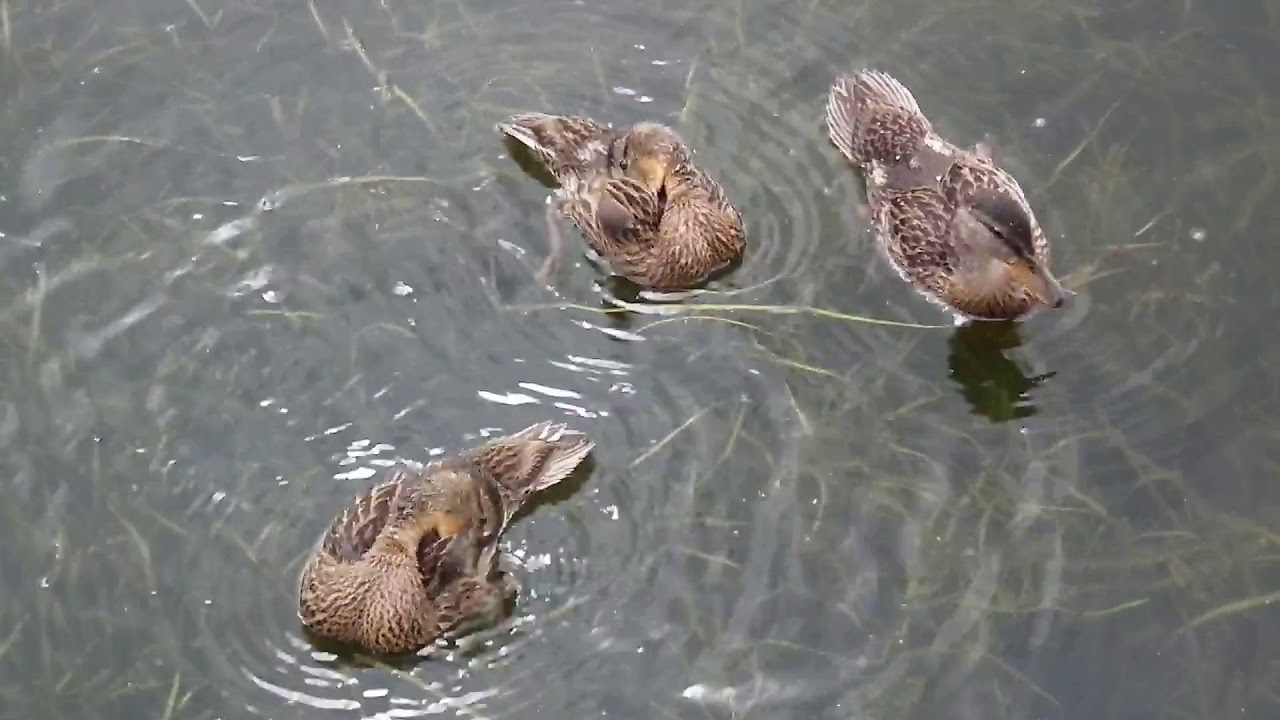 jeunes canards colvert jouant dans l'eau. Young malard ducks playing in ...