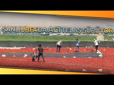 Şanlıurfa’da Acı Telaş Sürüyor