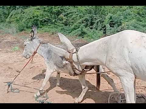 Horse donkey viral Mating video | #mating #horse #meeting #xd #viral #animals #success #treending 