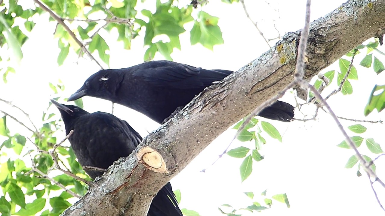 Fledgling Crows - YouTube