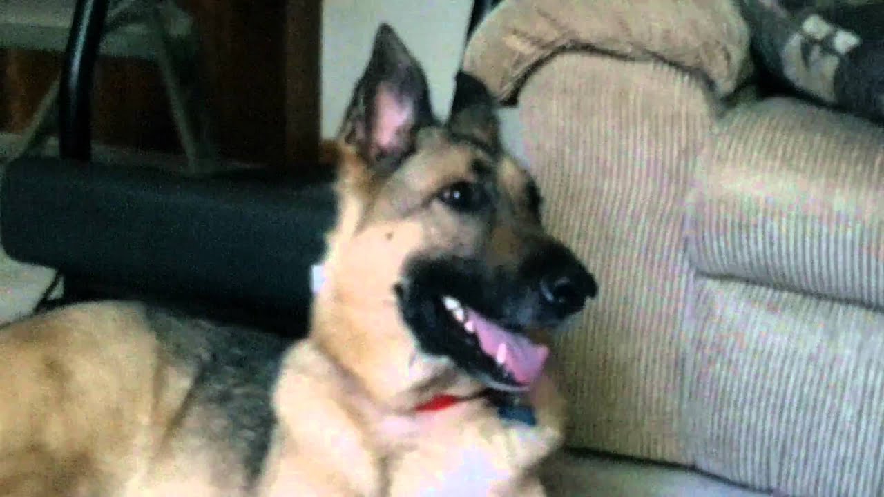 Talking German Shepherd Guarding her Toy - YouTube