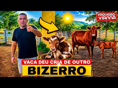 JÚNIOR VIANNA: MOSTRA MAIS UMA VACA QUE DEU CRIA | AQUI NA FAZENDA