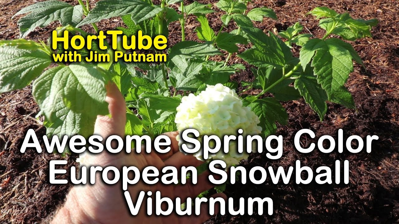 European Snowball Viburnum Puts On A Big Show - Common Snowballs - YouTube