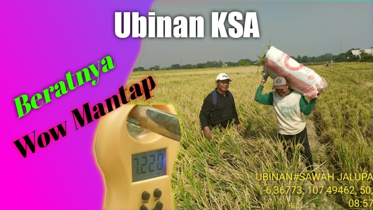 KSA | Ubinan | Subron 3 | Ubinan Padi pada plot Segmen Sawah Jalupang ...