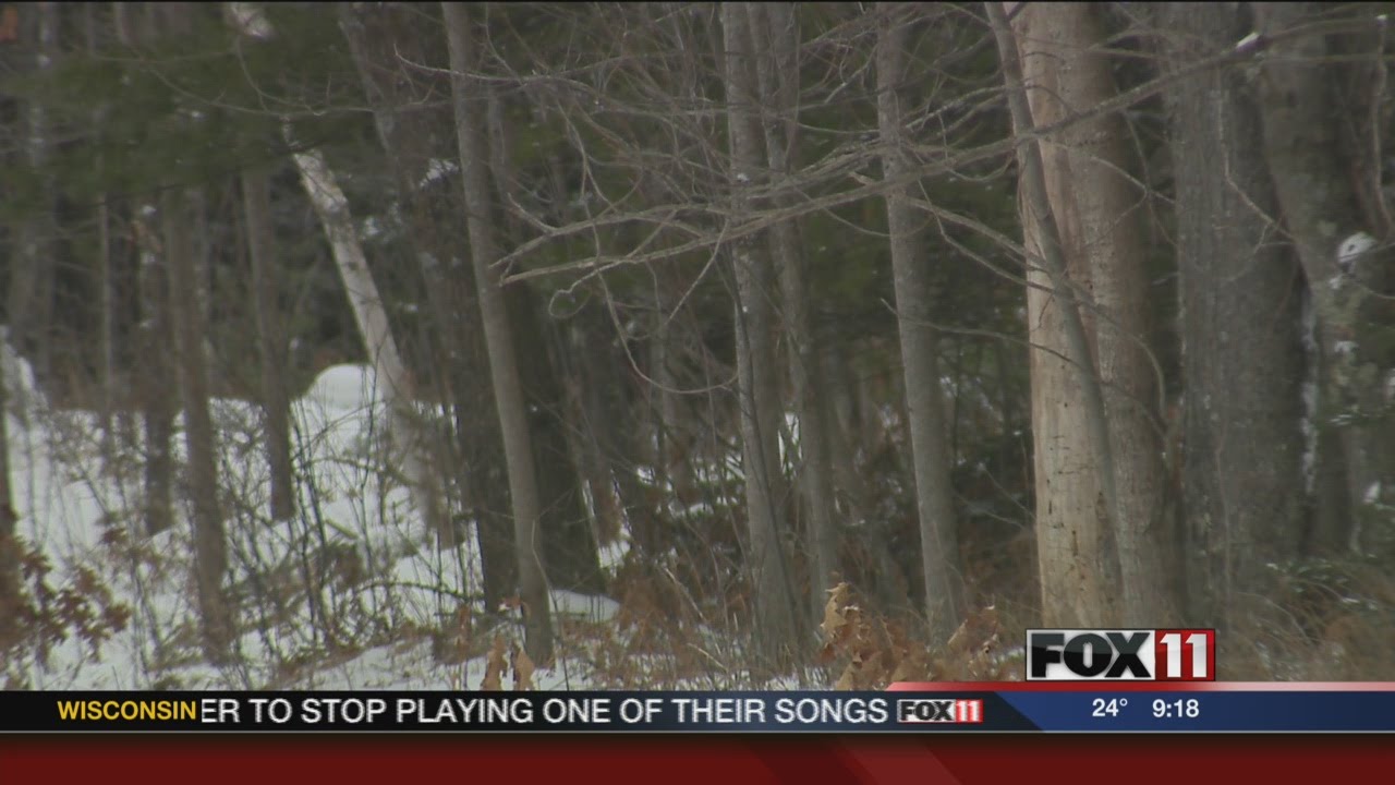 Wolves kill more dogs than normal this month - YouTube