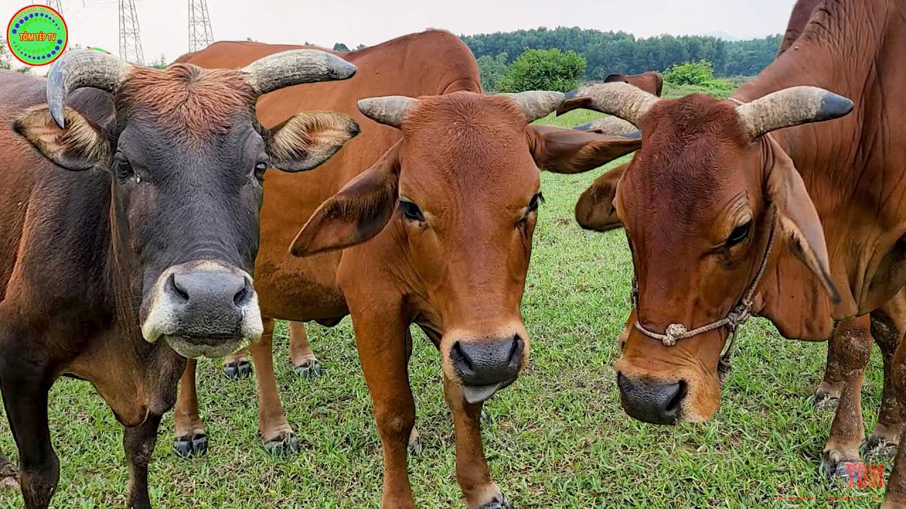 bài hát con bò - nhạc con bò sôi động - đi chăn bò cầm cây roi thật to ...