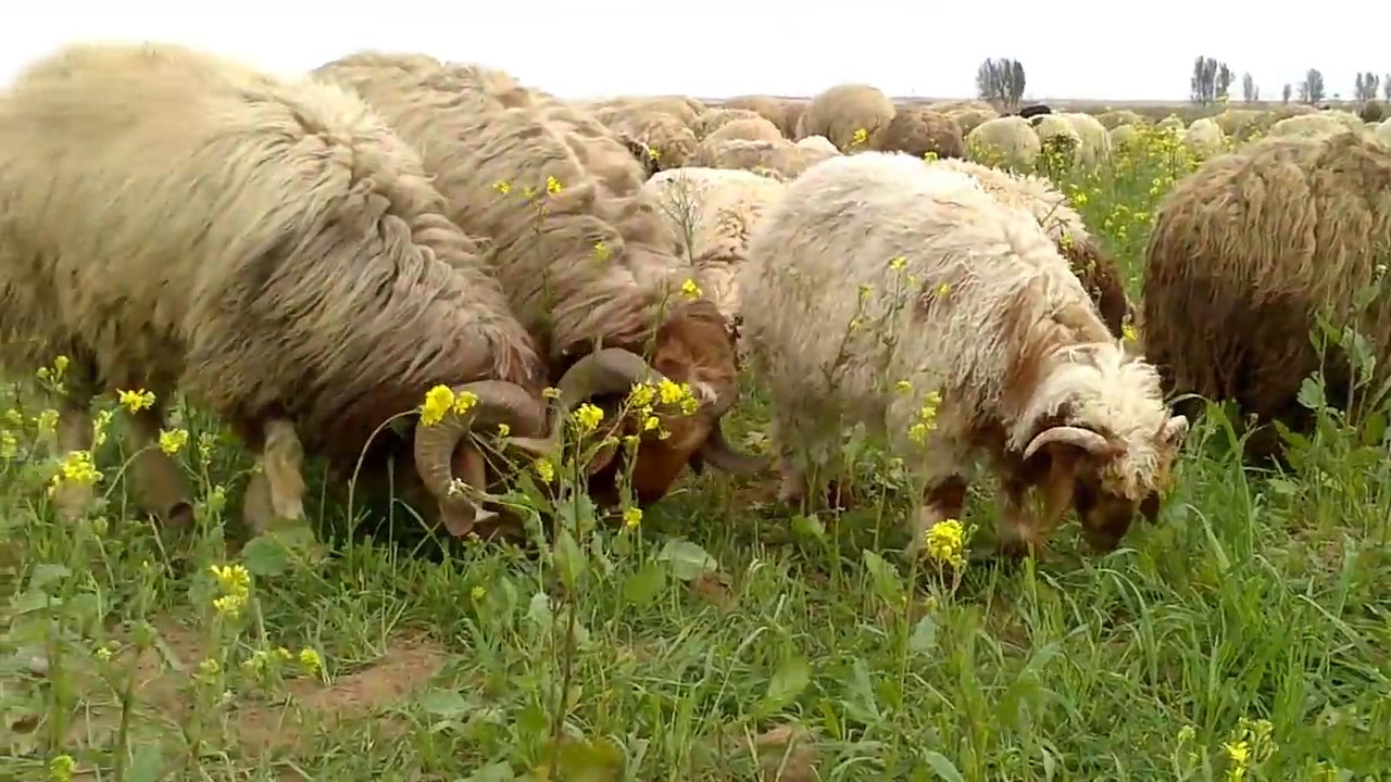 Awassi sheep grazing with goats. أغنام العواس السورية ترعى مع الماعز ...