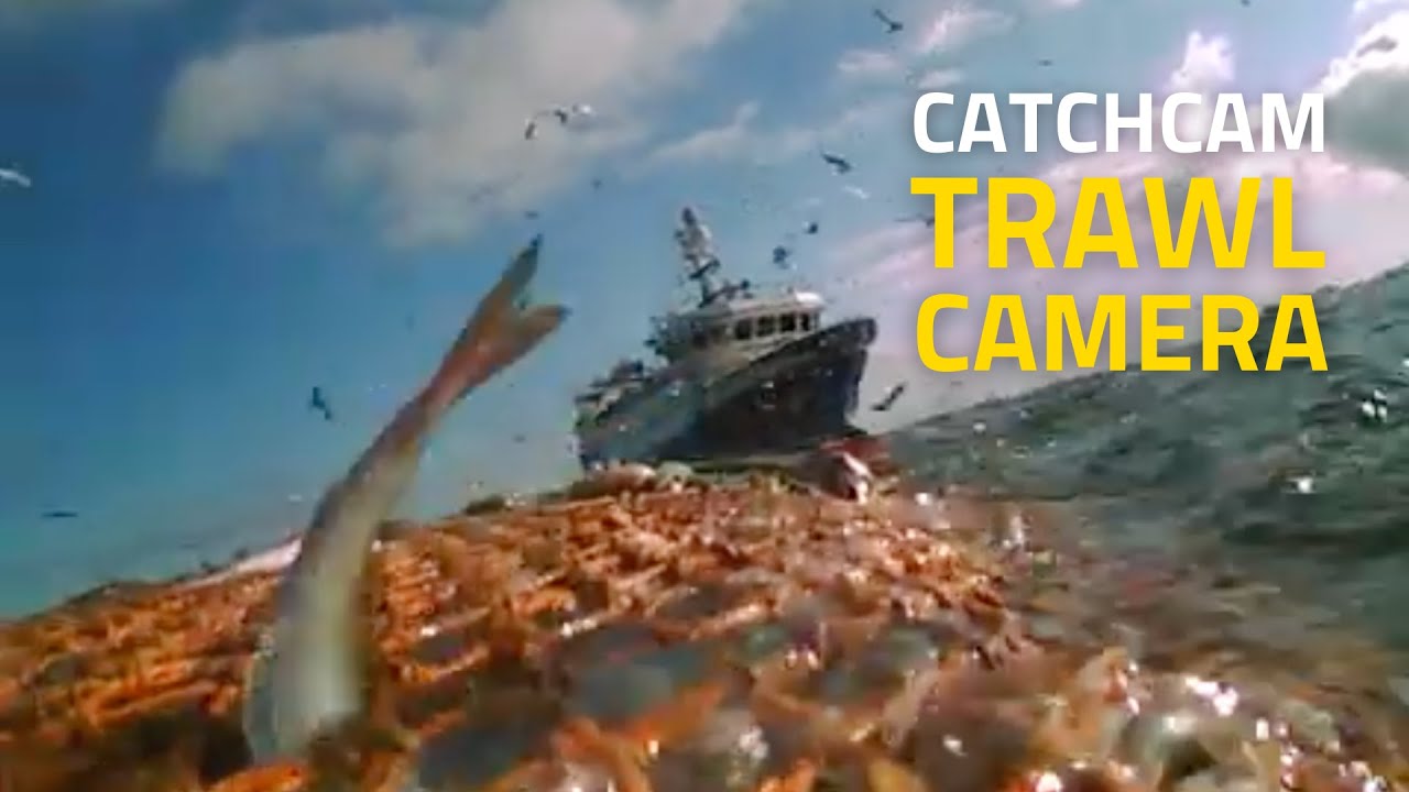 Compact Underwater Camera CatchCam attached to Trawl Gear - YouTube
