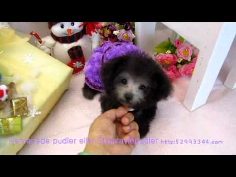 Toy puddel #915 popo Toy-puddel,Dværgpuddel,mini dværgpuddel,salg af ...