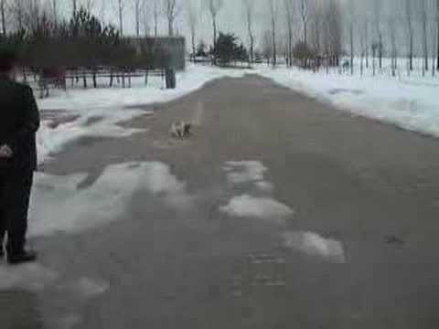 Efsane Pointer KAN ''Havza lı Avcılar''