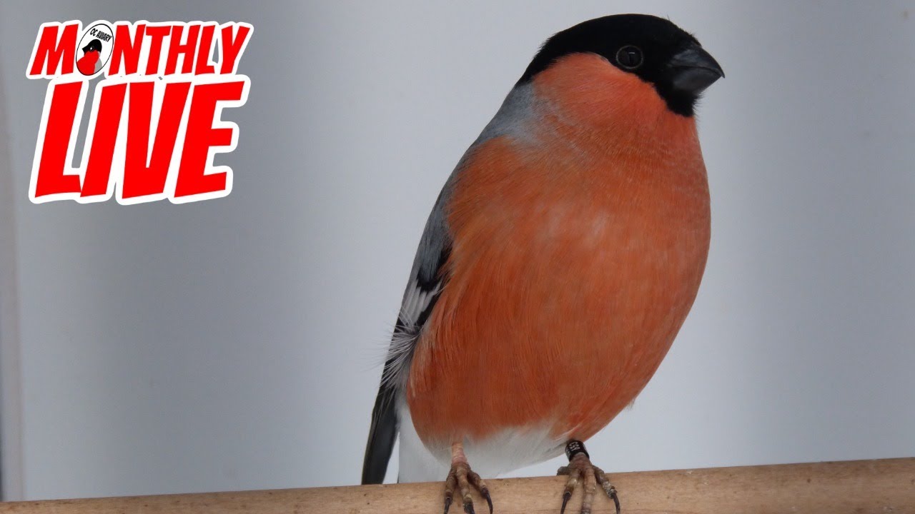 OC Aviary Monthly Live Stream - February 2021 - YouTube