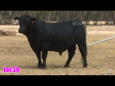 Lot 039 Te Mania Ultonn U335 - YouTube