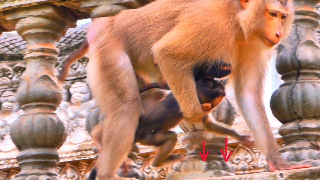 Amazing Moment! MILINA Shows Kindness to Another Baby in Need. - YouTube